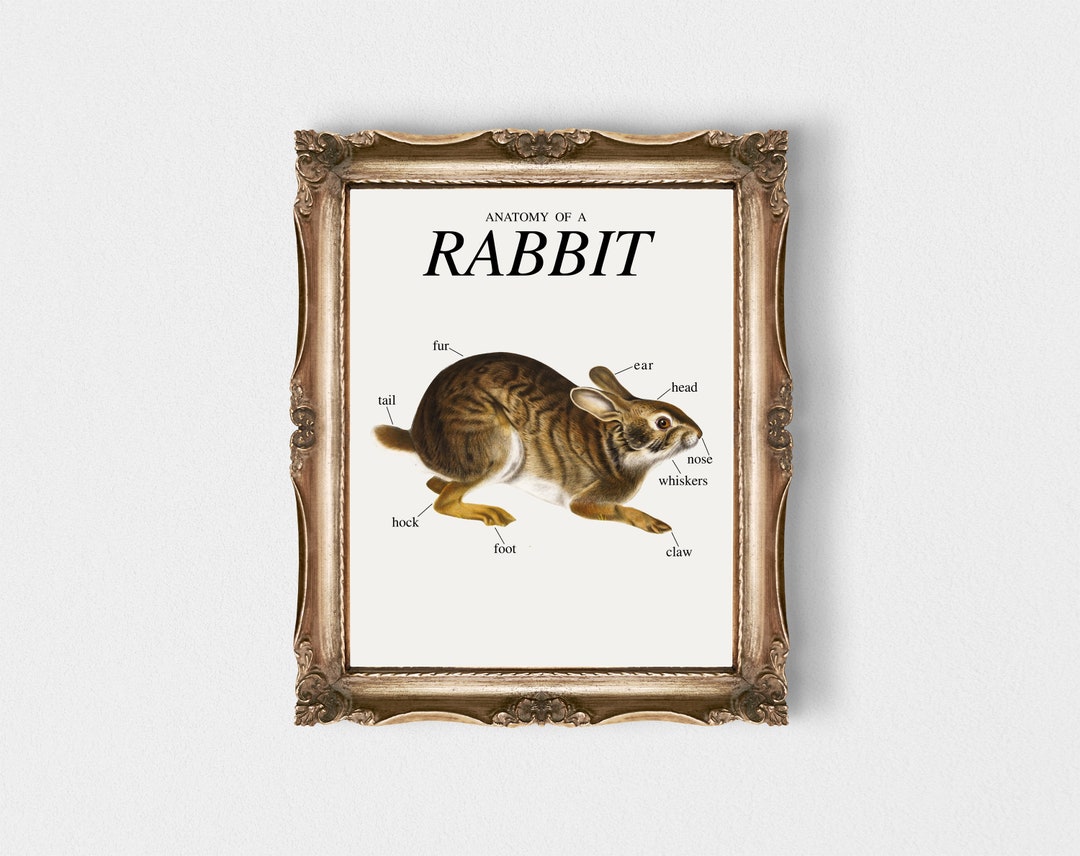 PRINTABLE Vintage Easter Educational Rabbit Anatomy Poster | Homeschool ...