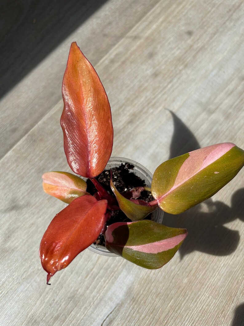 Persimmon Princess Philodendron, Rooted Variegated Plant - Etsy