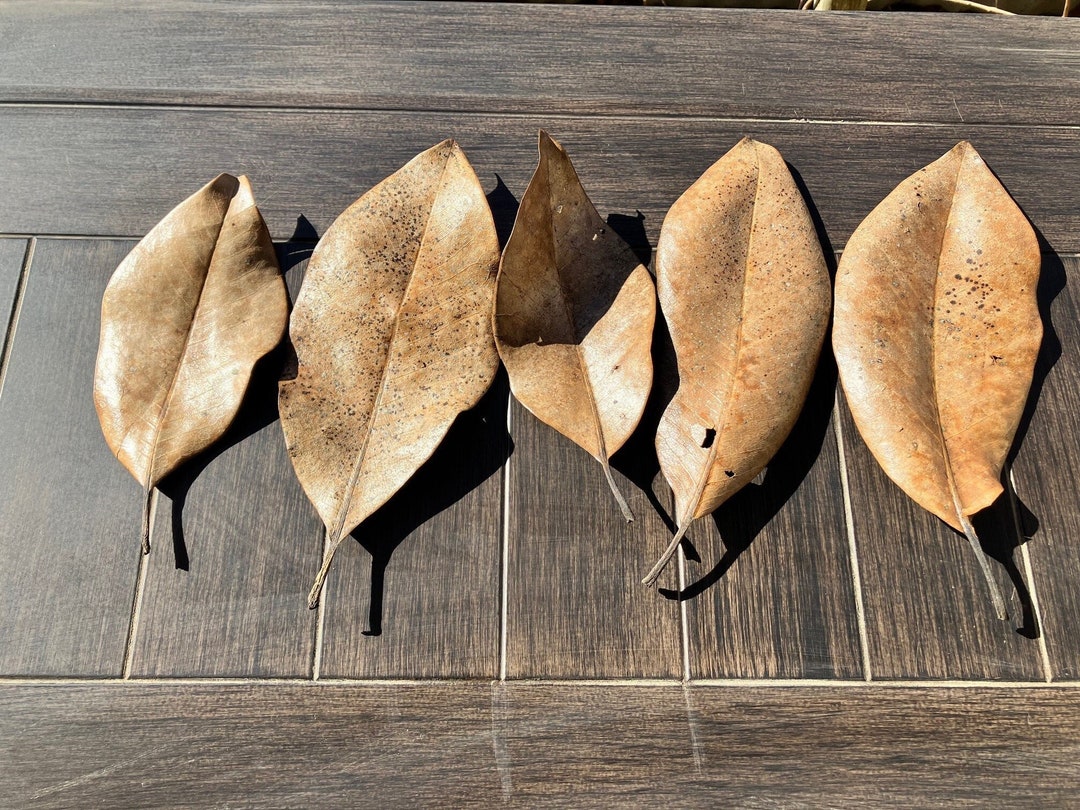 5 Dried Magnolia Leaves - Terrarium Reptiles Isopods - Etsy