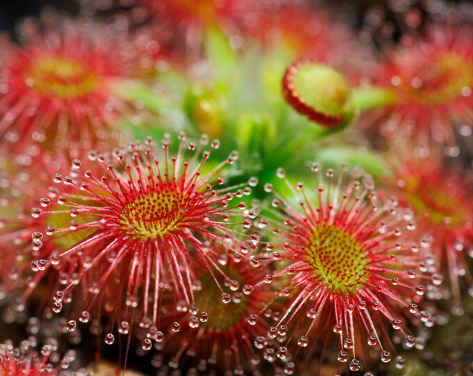GEMMAE - Drosera X 'dork's Pink' (10+ Gemmae) - Pygmy Sundew ...