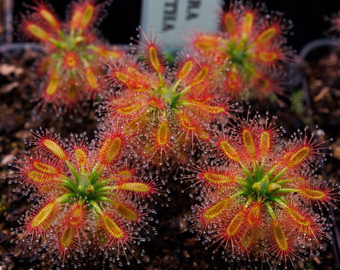 GEMMAE - Drosera Lasiantha (10+ Gemmae) - Pygmy Sundew - Carnivorous ...