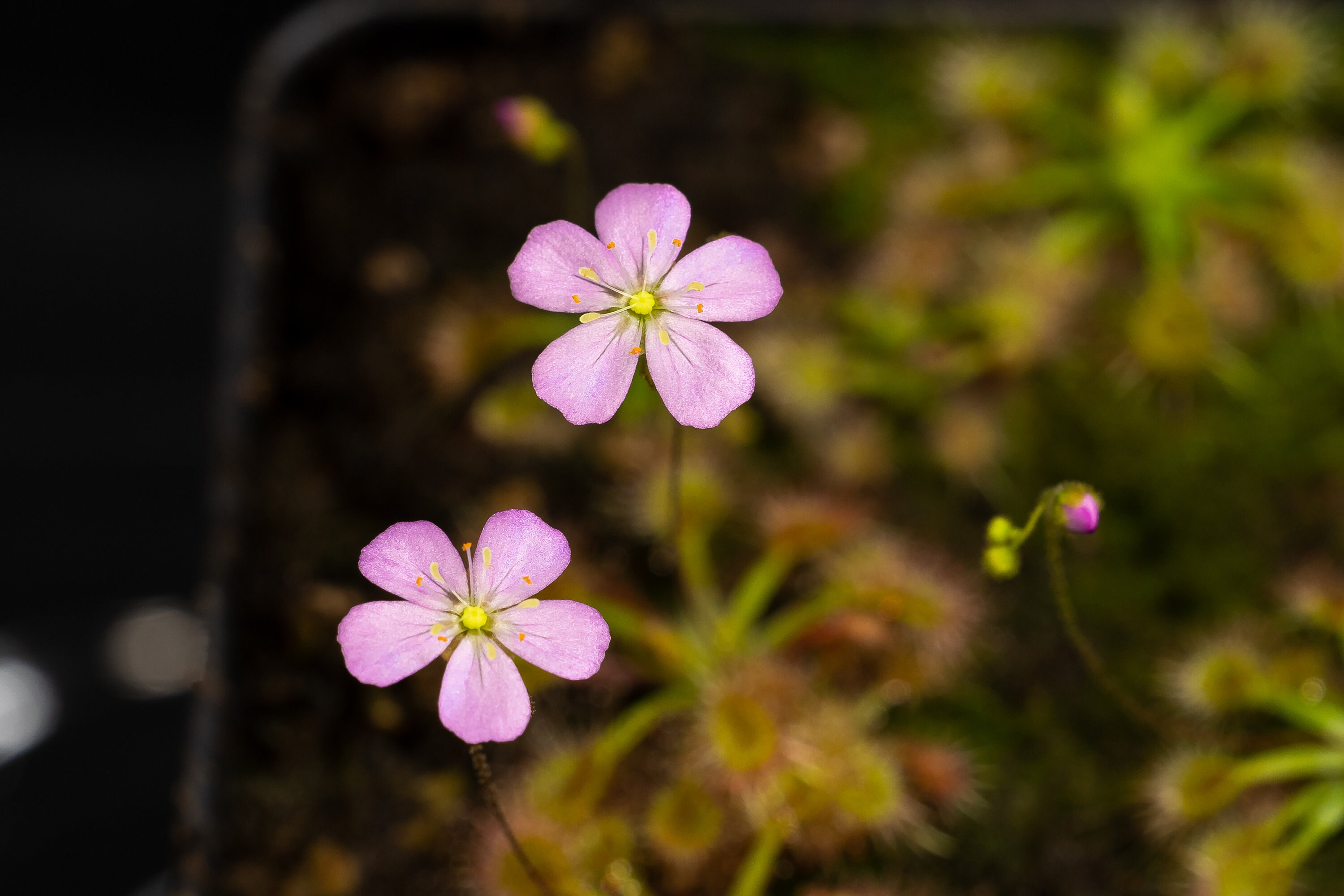 Pygmy Sundew Drosera Omissa X Pulchella Carnivorous Plant - Etsy
