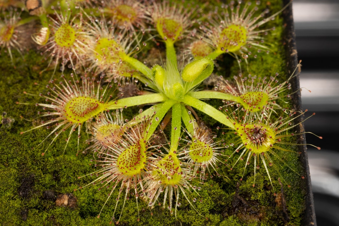 Pygmy Sundew Drosera Omissa X Pulchella Carnivorous Plant - Etsy