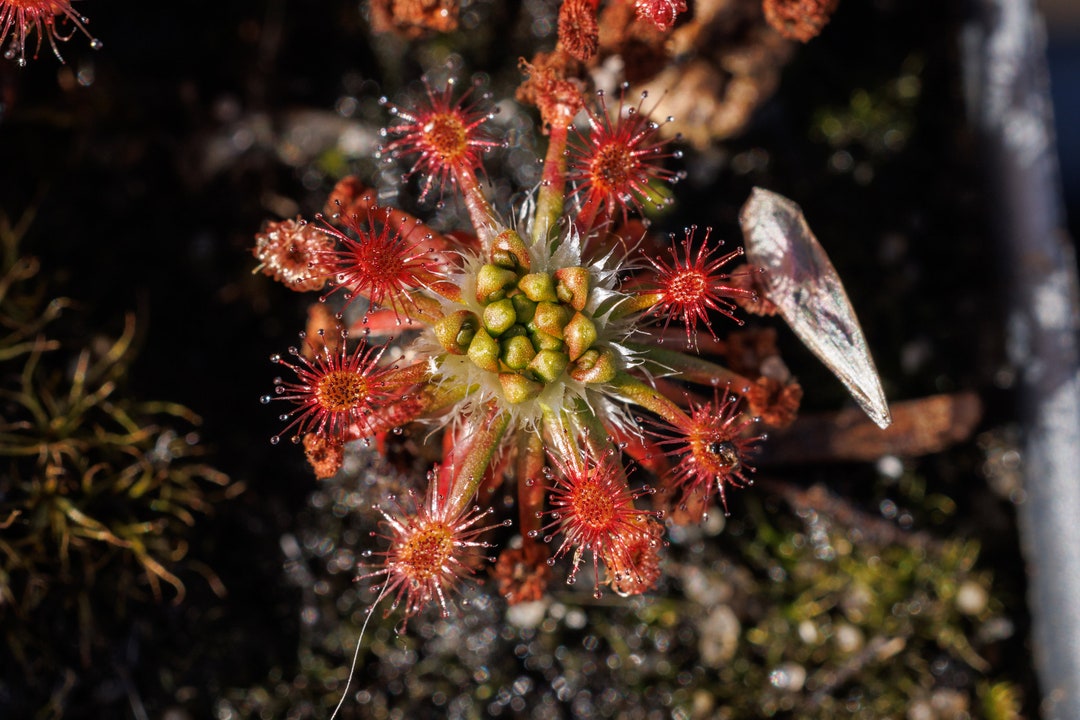 GEMMAE Drosera Verrucata 10 Gemmae - Etsy
