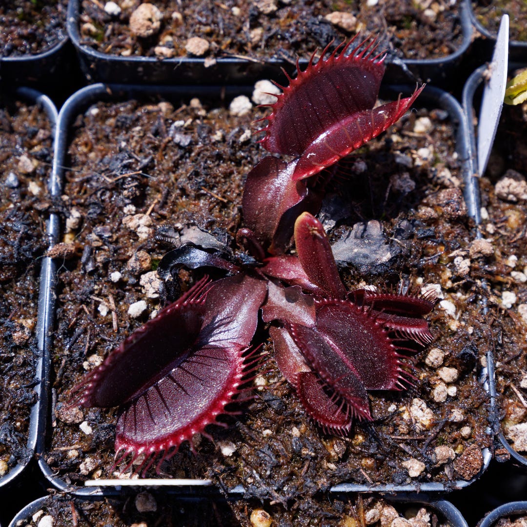 Venus Flytrap 'akai Ryu' - Dark Red Traps - Carnivorous Plant - Etsy
