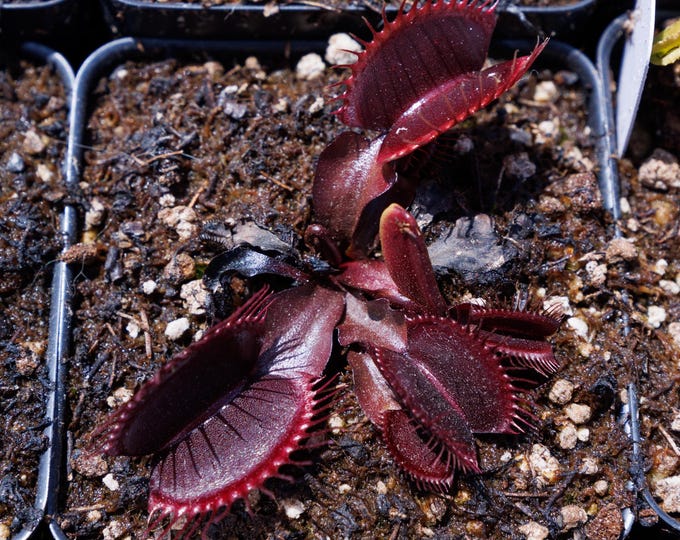 Venus Flytrap 'akai Ryu' - Dark Red Traps - Carnivorous Plant - Etsy