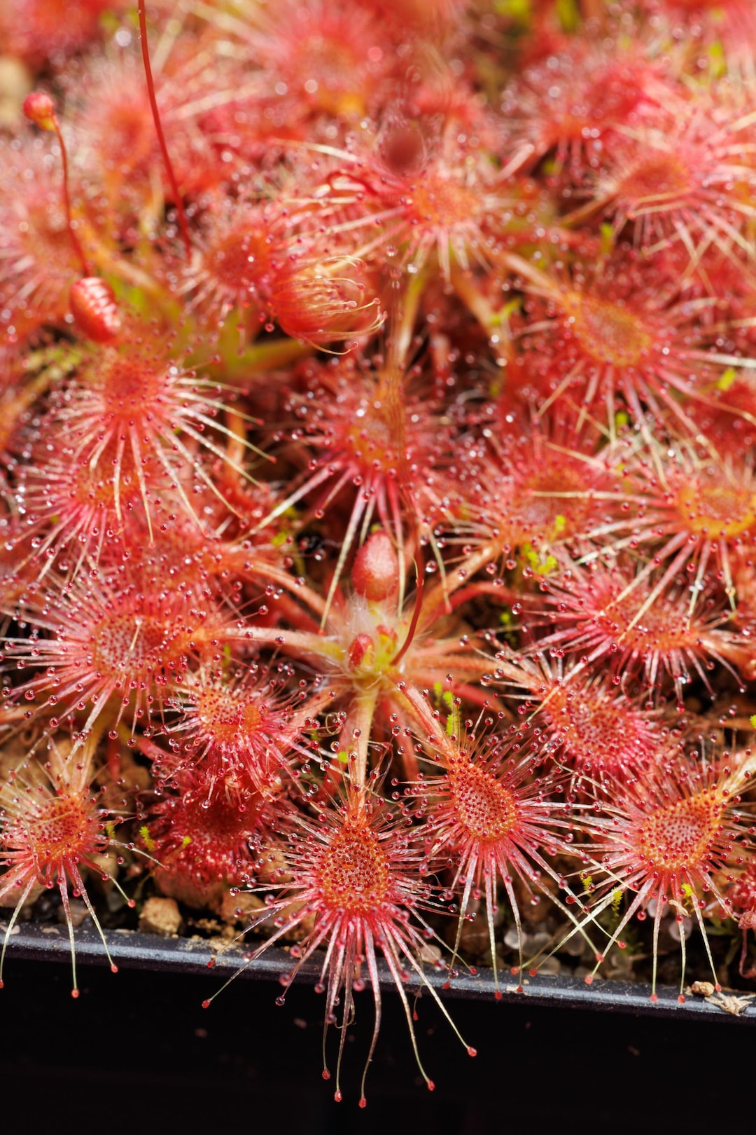 SEEDS - Drosera Omissa - Pygmy Sundew - Carnivorous Plant - Etsy