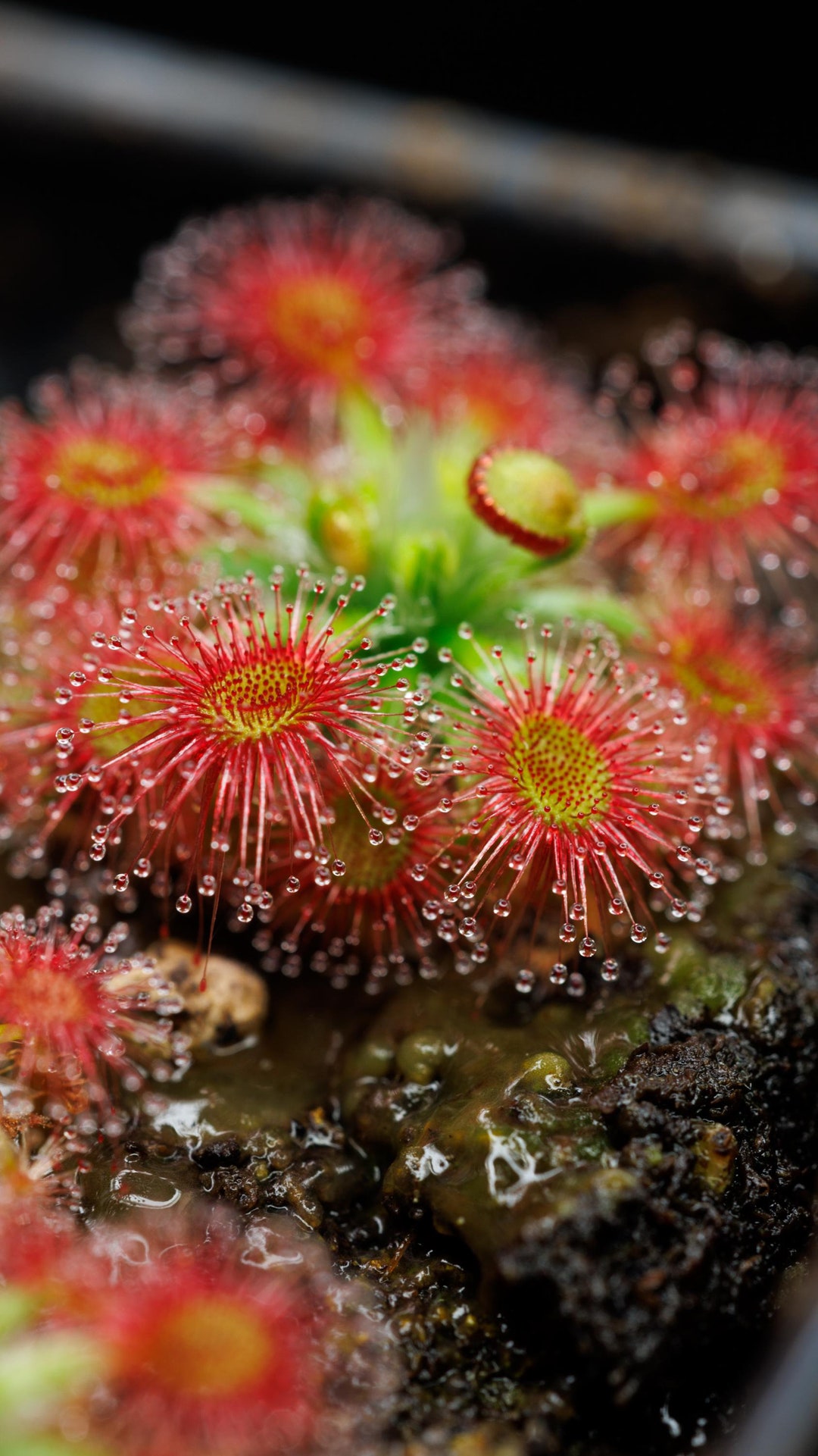 GEMMAE Drosera X 'dork's Pink' 10 Gemmae Pygmy Sundew Carnivorous Plant ...