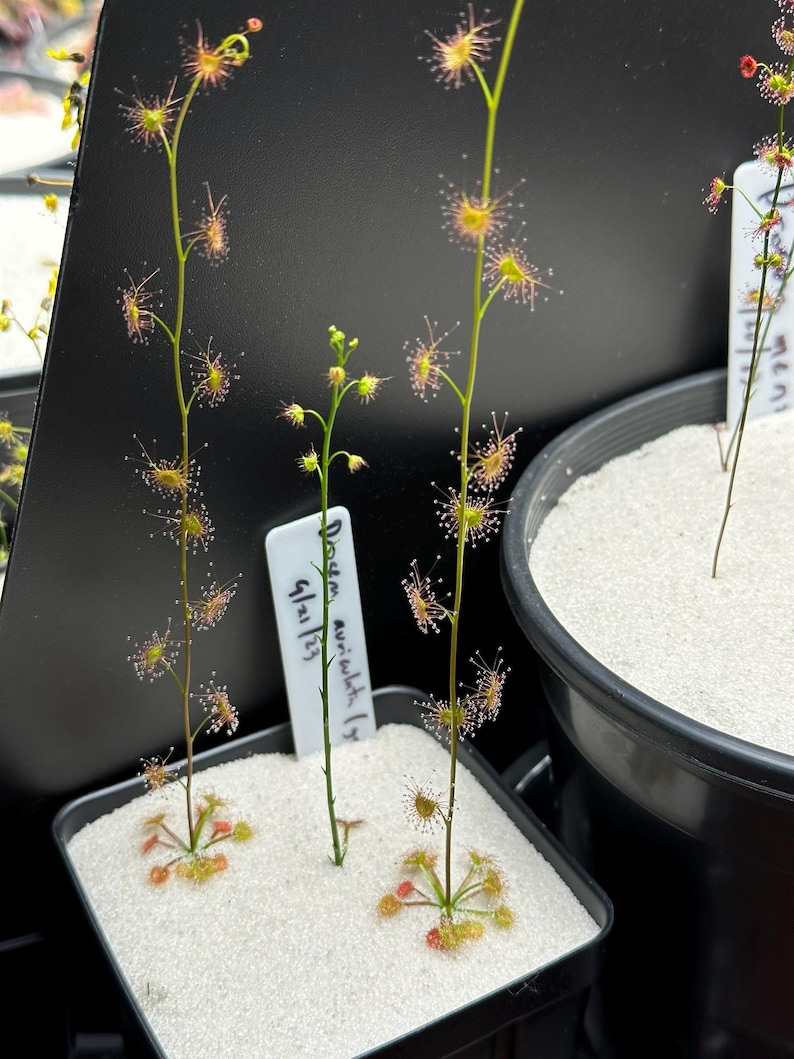 SEEDS - Drosera Auriculata (cooks Beach, NZ) - Tuberous Sundew ...