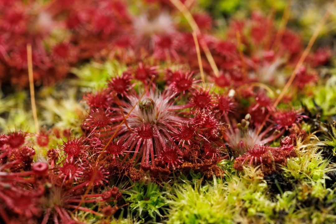 GEMMAE Drosera Australis 10 Gemmae Pygmy Sundew Carnivorous Plant - Etsy