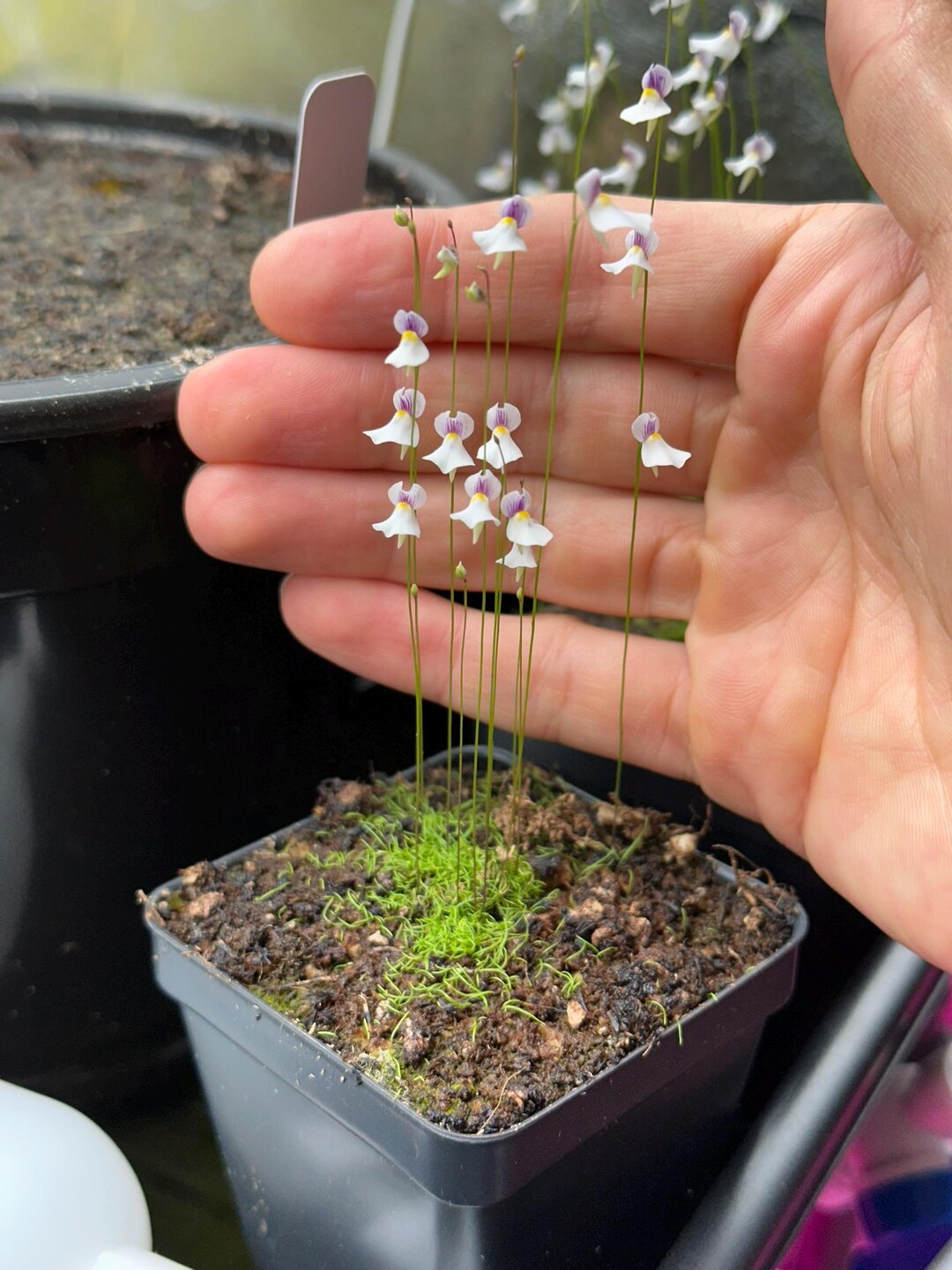 Utricularia Blanchetii - Terrestrial Bladderwort - Carnivorous Plant - Etsy