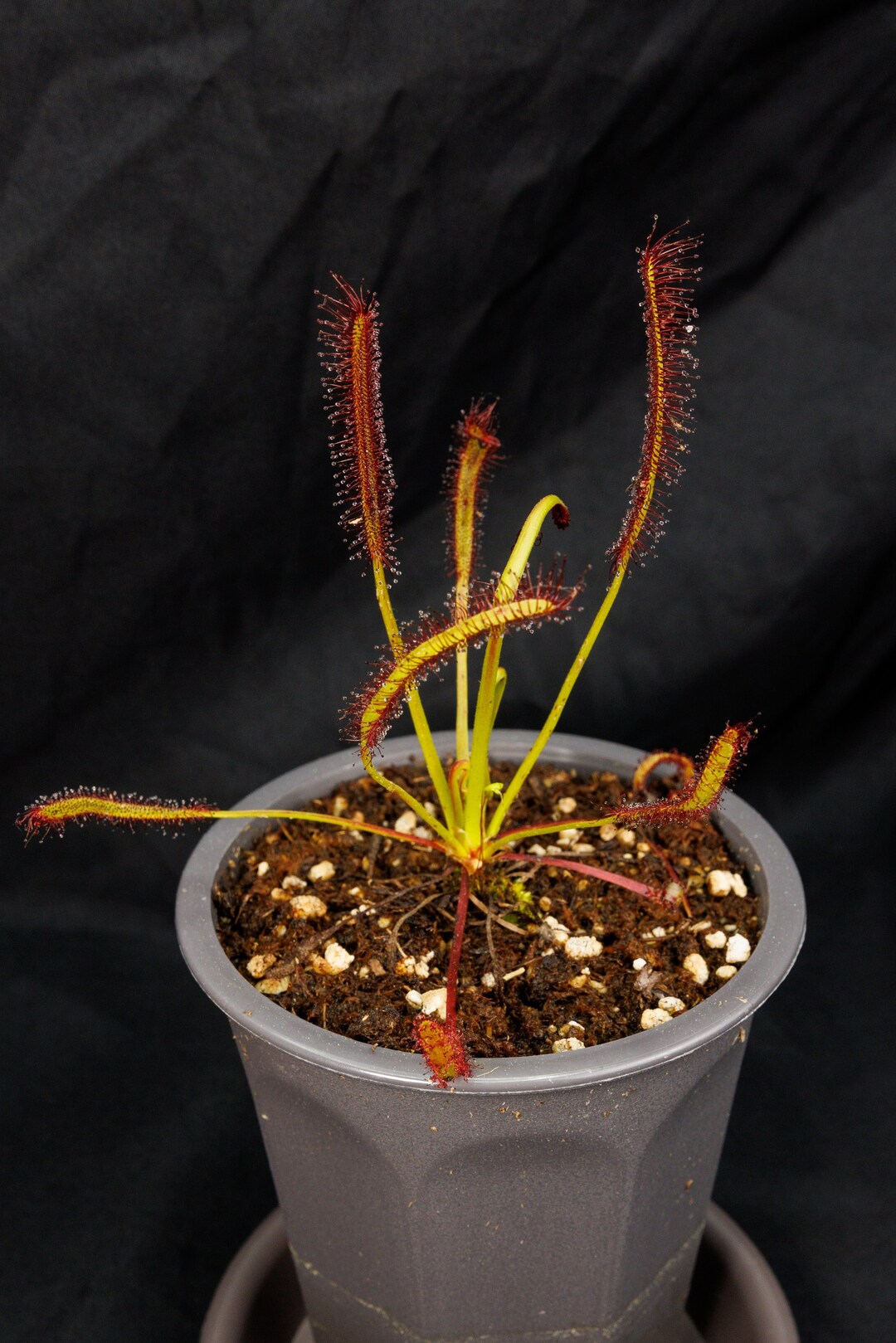 Cape Sundew - Drosera Capensis "narrow Leaf" - Carnivorous Plant - Etsy
