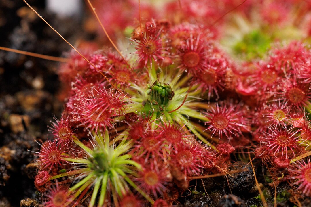 GEMMAE Drosera Pygmaea 15 Gemmae Pygmy Sundew Carnivorous Plant - Etsy