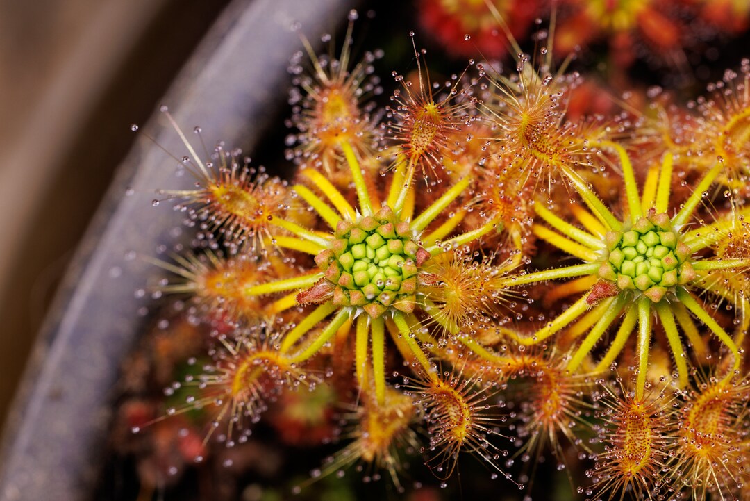GEMMAE - Drosera Scorpioides (10+ Gemmae) - Pygmy Sundew - Carnivorous ...