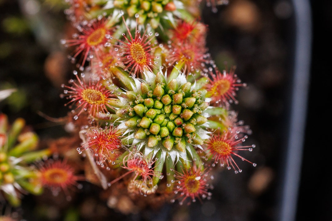GEMMAE - Drosera Lasiantha (10+ Gemmae) - Pygmy Sundew - Carnivorous ...