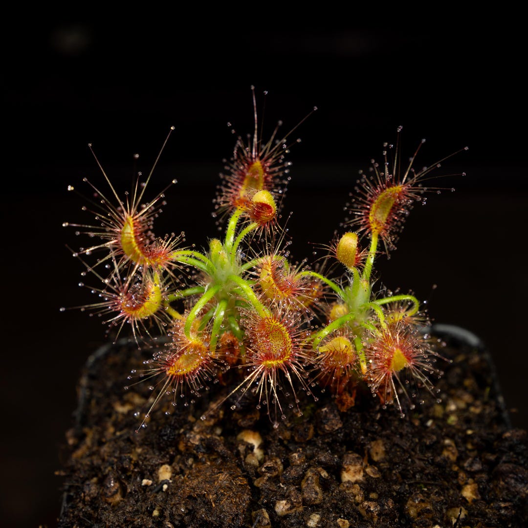 GEMMAE - Drosera Scorpioides (10+ Gemmae) - Pygmy Sundew - Carnivorous ...