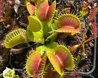 Venus Flytrap Akai Ryu - Carnivorous Plant - Itty Bitty Starter Plant - Available in 2” Pots - Etsy