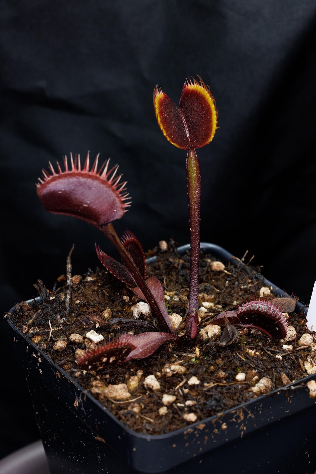 Venus Flytrap 'petite Dragon' X 'petite Dragon' - Red Traps - Carnivorous Plant - Etsy