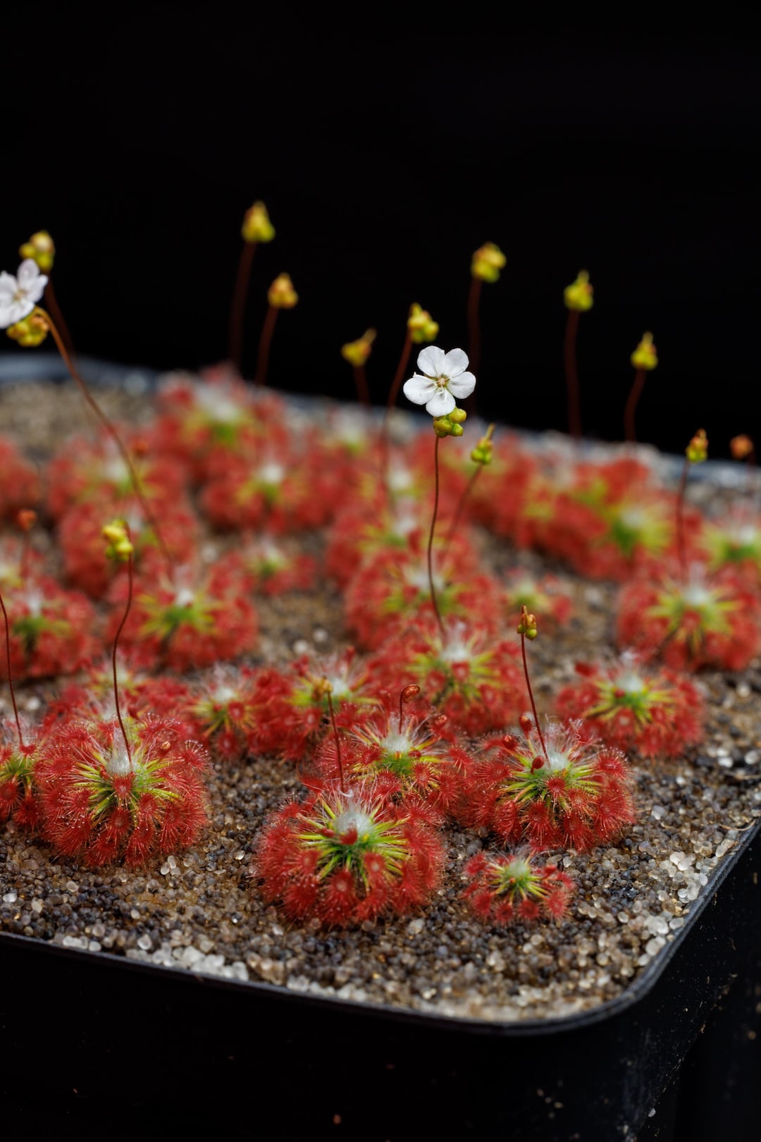GEMMAE - Drosera Sargentii (10+ Gemmae) - Pygmy Sundew - Carnivorous ...