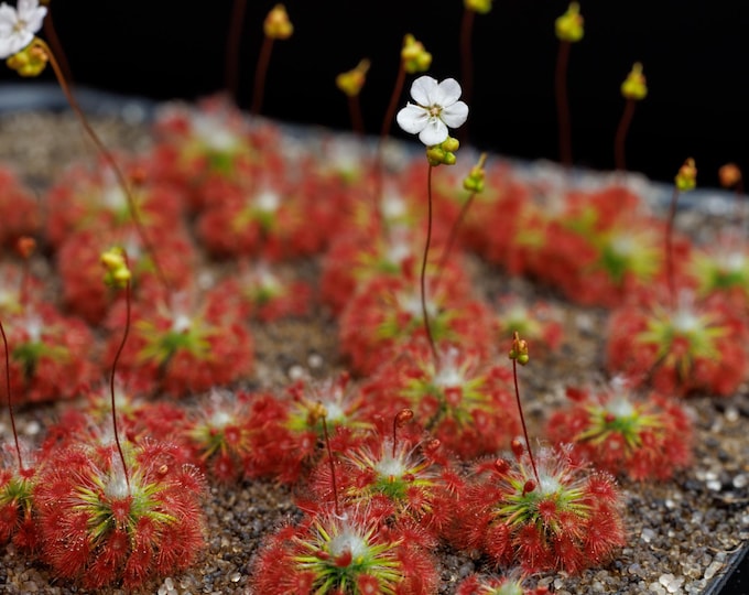 GEMMAE - Drosera Sargentii (10+ Gemmae) - Pygmy Sundew - Carnivorous ...