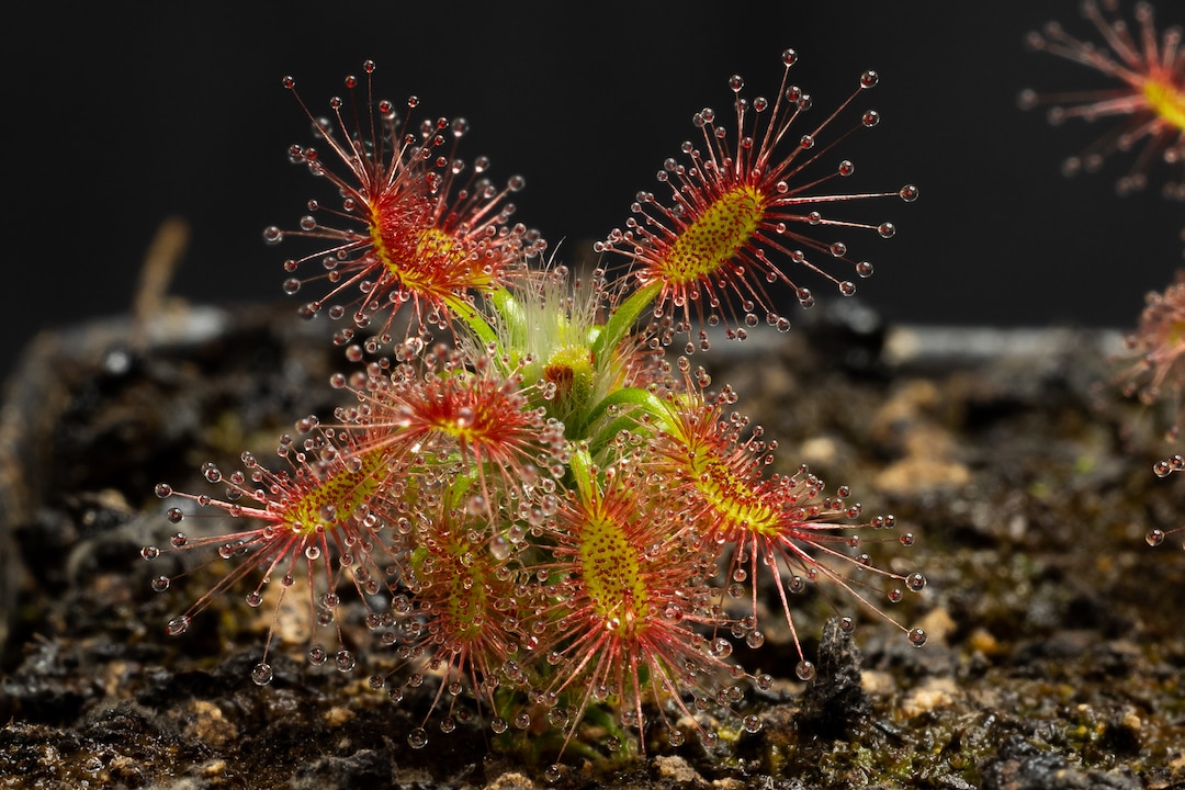 Pygmy Sundew - Drosera Lasiantha - Carnivorous Plant - Etsy
