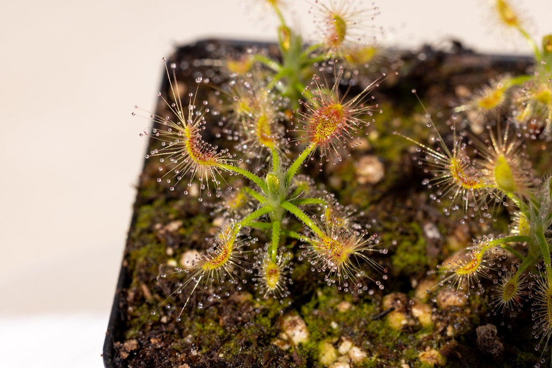 Drosera Scorpioides - Pygmy Sundew - Carnivorous Plant - Etsy
