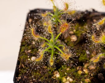 Fresh Seeds-drosera Hookeri, Australian Winter Growing Tuberous Sundew ...