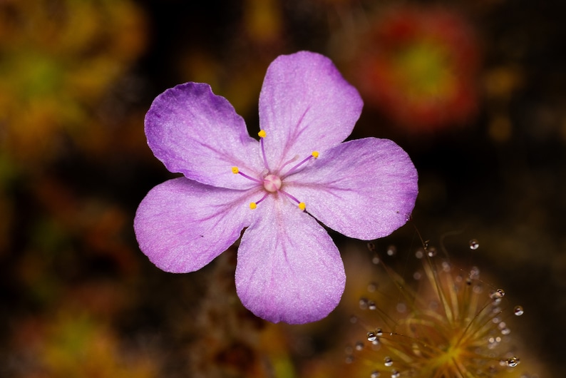 Pygmy Sundew Drosera Lasiantha Carnivorous Plant - Etsy