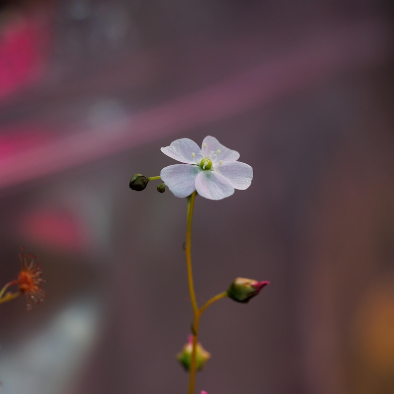 SEEDS - Drosera Auriculata (cooks Beach, NZ) - Tuberous Sundew ...