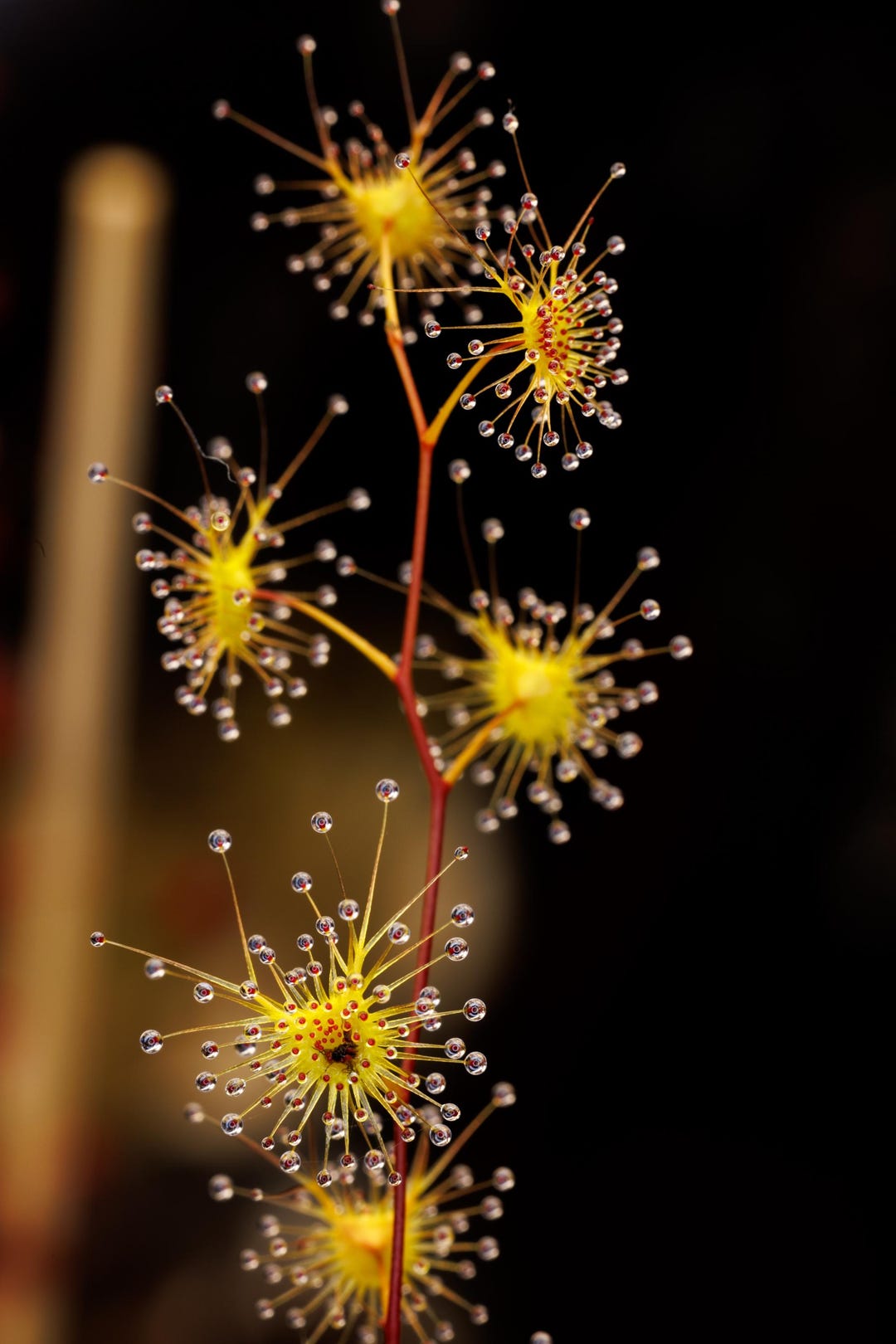 SEEDS - Drosera Auriculata (cooks Beach, NZ) - Tuberous Sundew ...