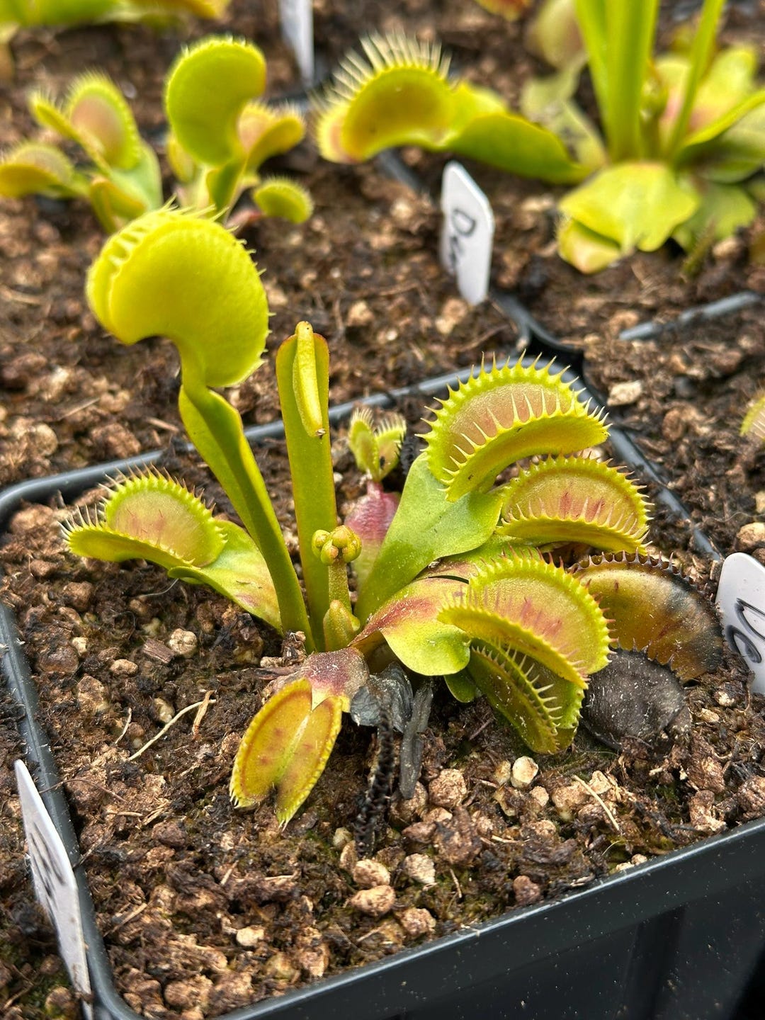 Venus Flytrap 'dentata' - Triangular Teeth - Carnivorous Plant - Etsy