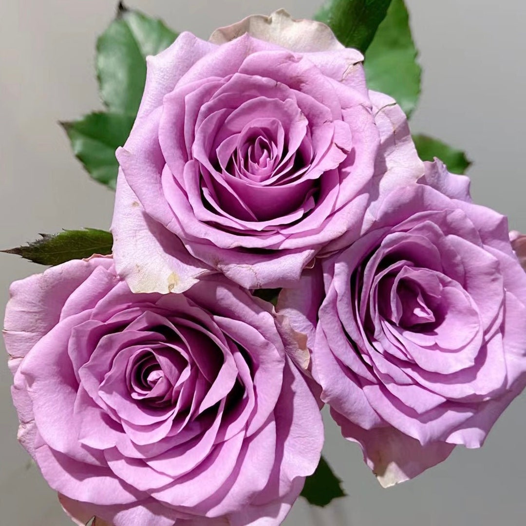 Rose Plant nightingale 紫霞仙子, 夜莺 - Etsy