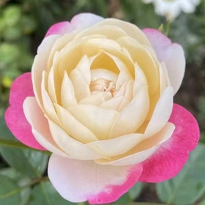 Rose Plant washitsu 和室 ジャパネスクモナムール - Etsy