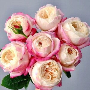 Rose Plant washitsu 和室 ジャパネスクモナムール - Etsy