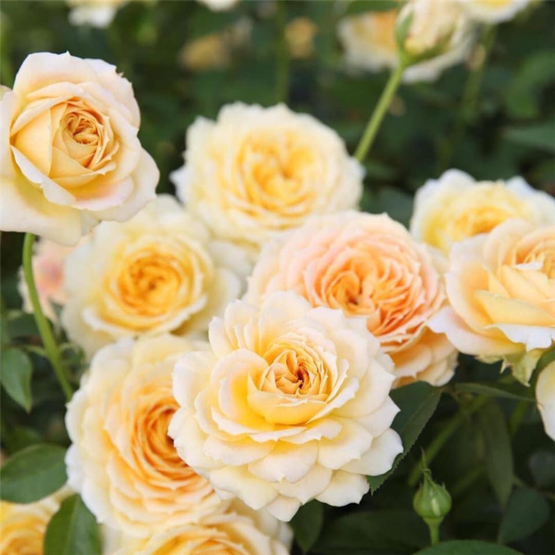 Rose Plant caramel Antique Freelander 焦糖古董 - Etsy