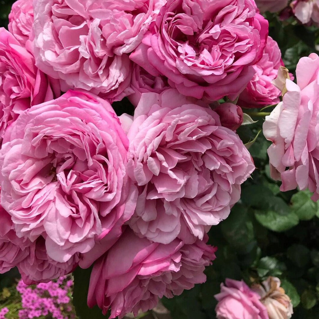 Rose Plant 'rose Pompadour 庞巴度 - Etsy