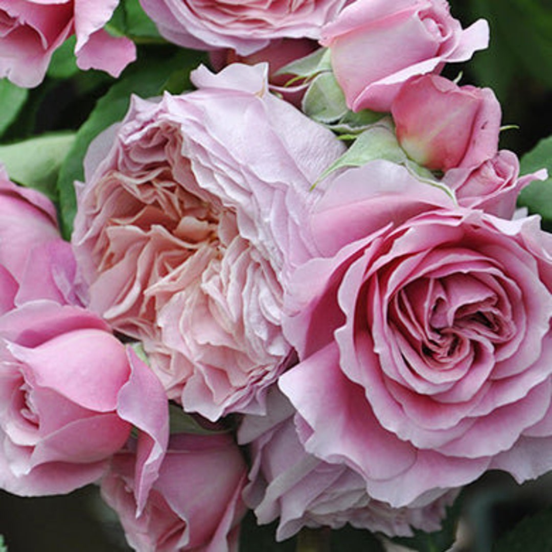 Rose Plant robe a La Francaise 法国礼服 ローブアラフランセーズ - Etsy