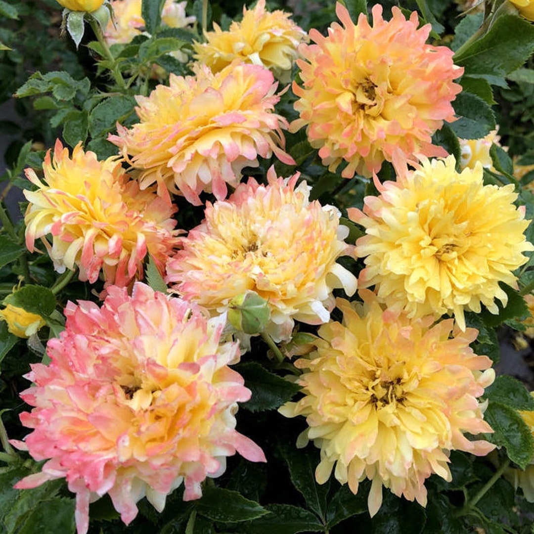 Rose Plant 'fireworks Ruffles' 烟花波浪 - Etsy