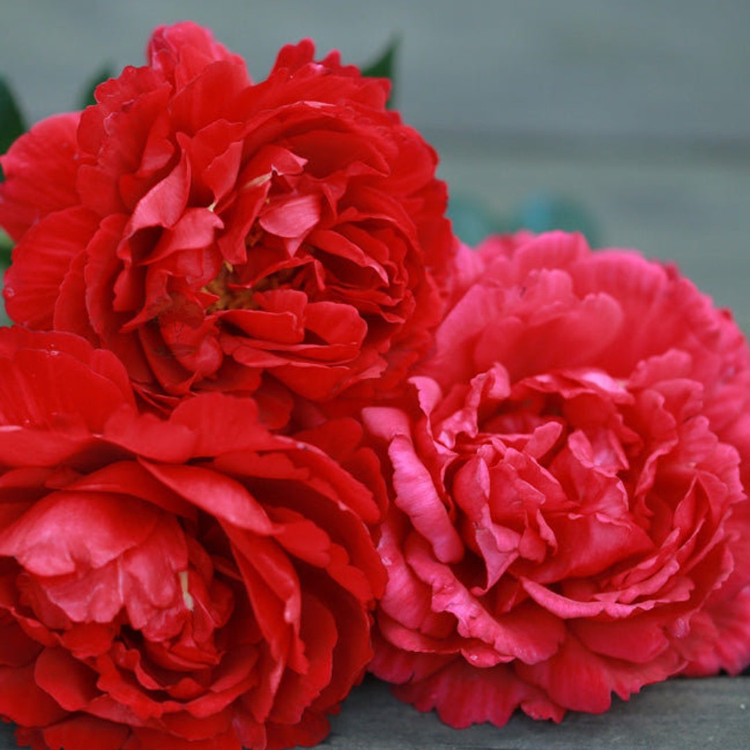 Rose Plant ligare 真彩 领带 リガーレ - Etsy