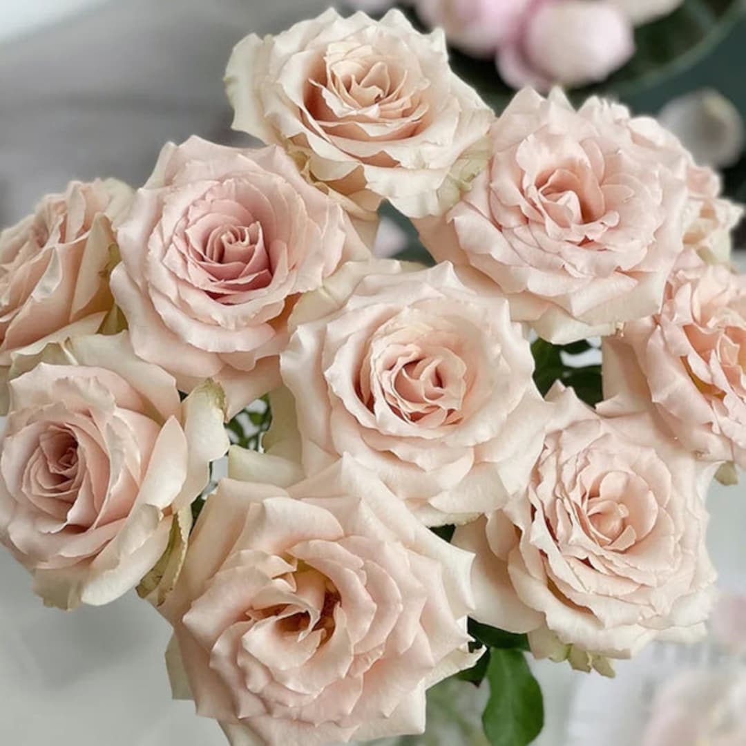 Rose Plant quicksand 流沙 - Etsy