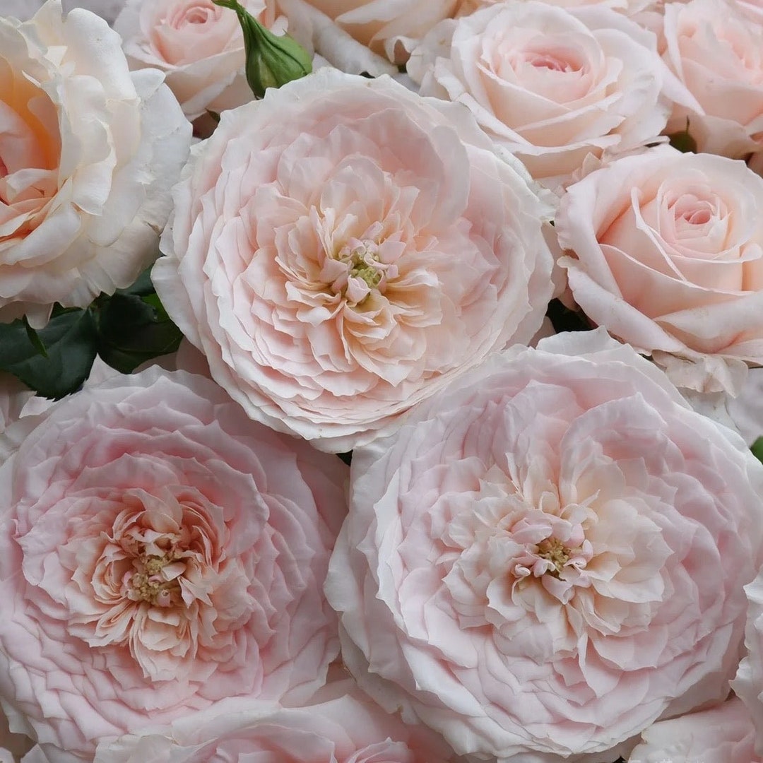 Rose Plant tsumugi 绵绸 つむぎ - Etsy