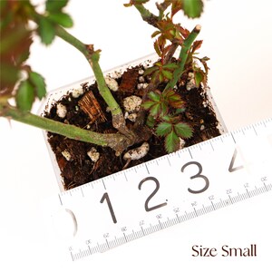 Rose Plant washitsu 和室 ジャパネスクモナムール - Etsy