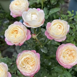 Rose Plant washitsu 和室 ジャパネスクモナムール - Etsy