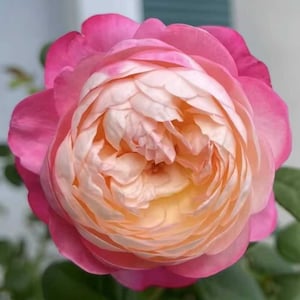 Rose Plant washitsu 和室 ジャパネスクモナムール - Etsy