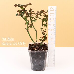 Rose Plant washitsu 和室 ジャパネスクモナムール - Etsy