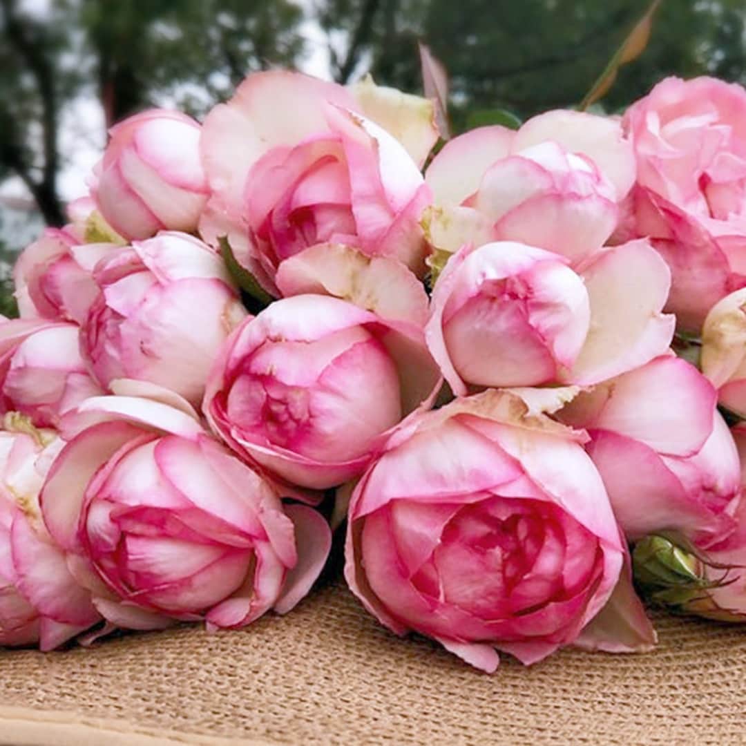 Rose Plant la Rose Optimiste 乐天派 オプティミストの - Etsy