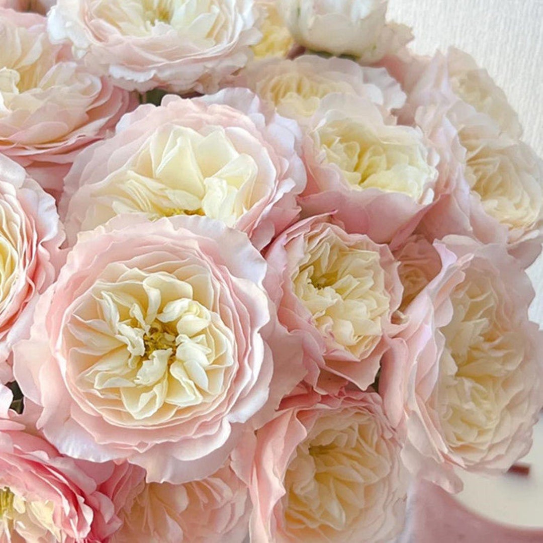 Rose Plant keira 凯拉 - Etsy