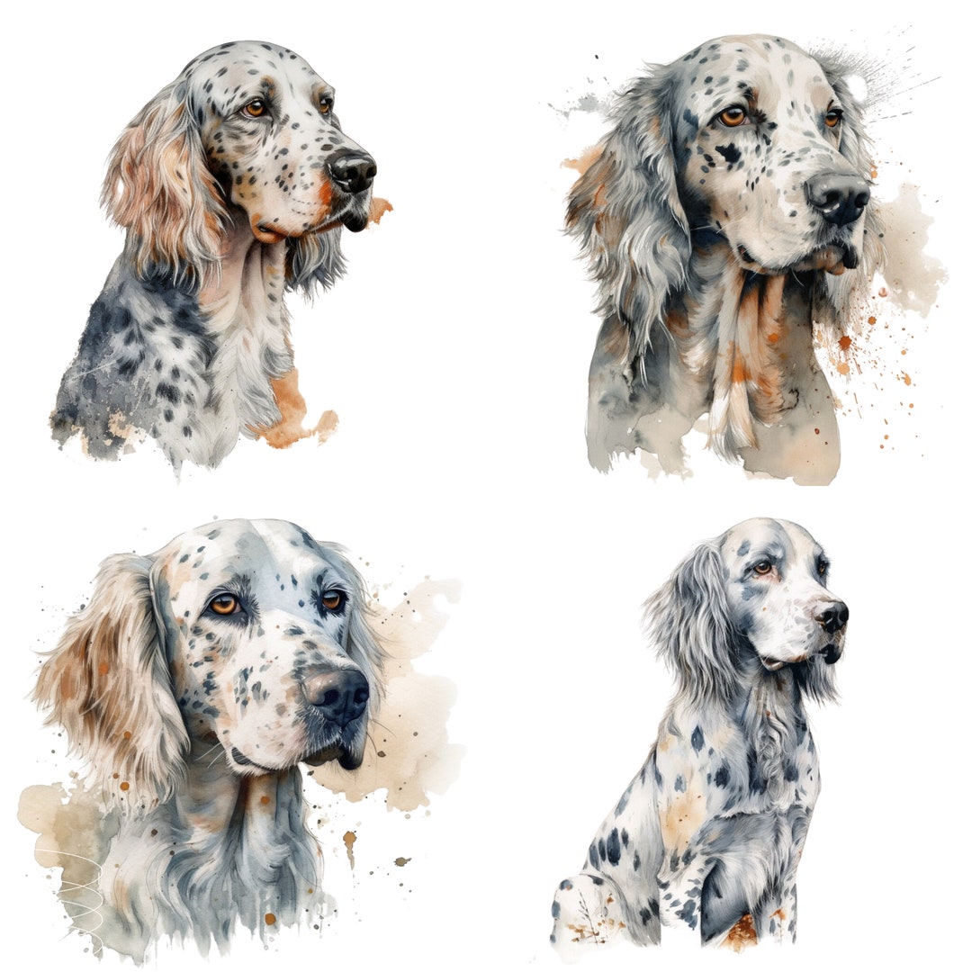 English Setter Art Print, English Setter Watercolor Clipart, T ...