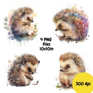 Baby Hedgehog Watercolor Clipart Illustration PNG - Etsy