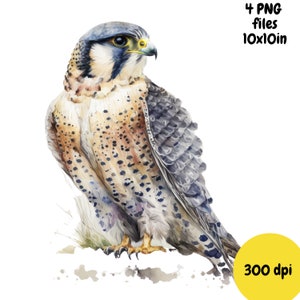 Falcon Watercolor Clipart, Falcon Watercolor, Falcon Clipart PNG ...